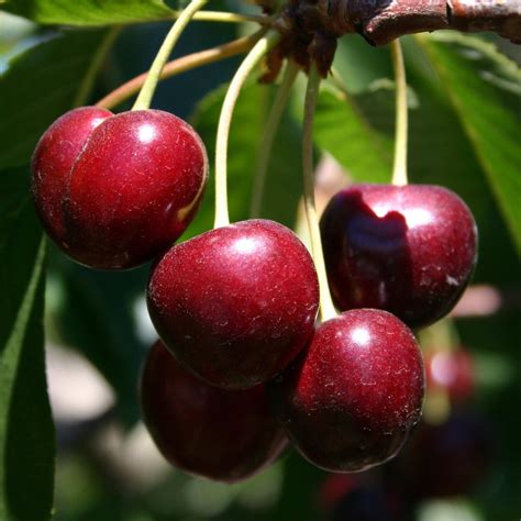Bing Cherry Tree Sweet Juicy Cherries Easy To Grow