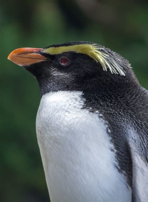 The Ultimate Guide To The 18 Species Of Penguins