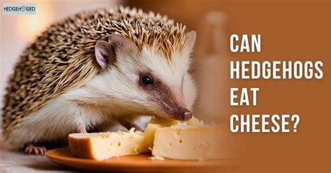 Can Hedgehogs Eat Cheese All You Need To Know
