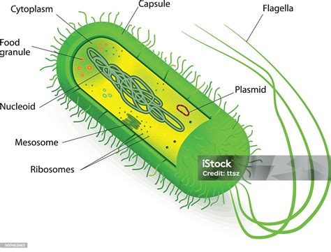 Bacteria Cell Structure