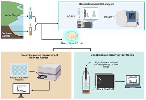 Whole Cell Fiber Optic Biosensor For Real Time On Site Sediment And