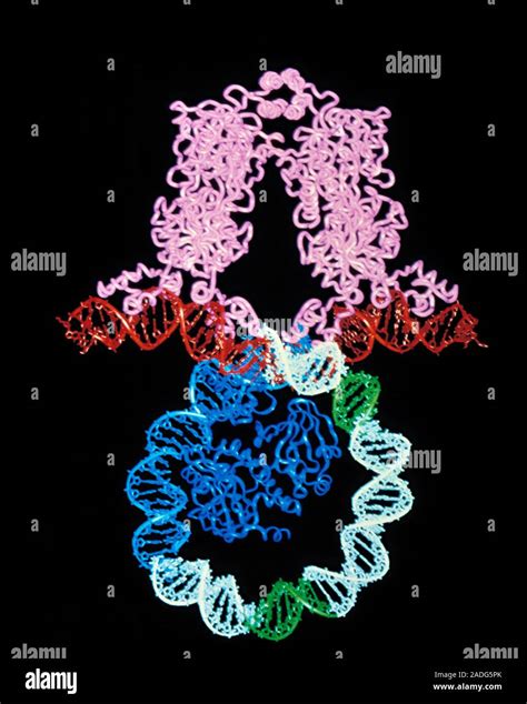 Lac Repressor Binding To Dna Computer Graphic Of A Lac Repressor