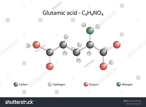 Molecular Formula Chemical Structure Glutamic Acid Stock Vector