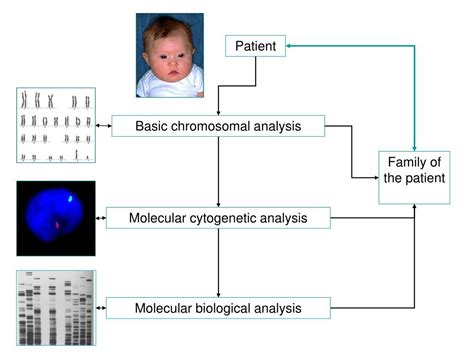 Ppt Applications Of Molecular Cytogenetics Powerpoint Presentation Free Download Id1482466