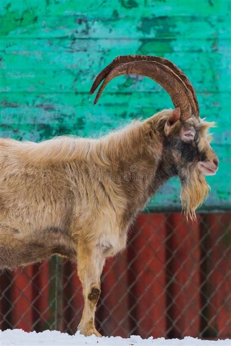 Er Ziege Mit Bart Stockfoto Bild Von Graze Nahaufnahme 24476206