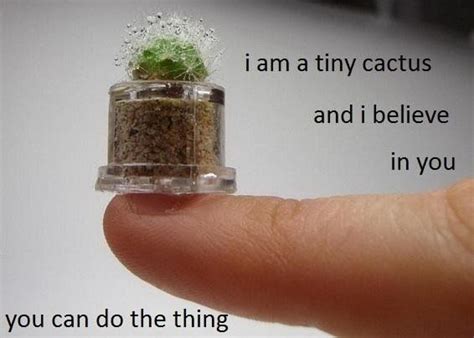Tiny Cactus Believes In You • R Cactus Tiny Cactus Wholesome Memes Believe In You