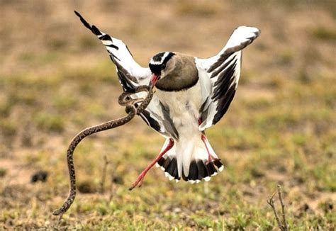 Chim Te Te Te Te Quách ăn Gì Kêu Báo Hiệu điều Gì