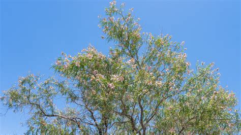 22 Native Tree Varieties That Are Beneficial To Your Yard And Local Wildlife