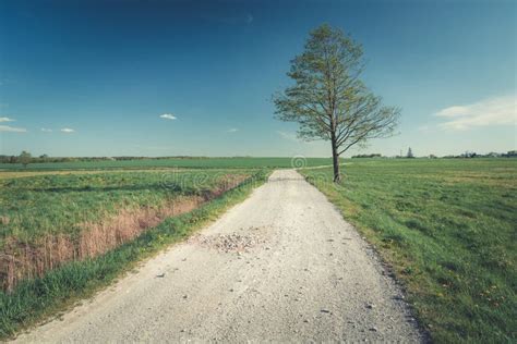 Lonely Tree By The Dirt Road And Blue Sky Stock Photo Image Of Single
