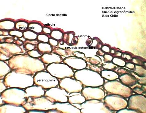 Anatomìavegetalimelda Sistema Fundamental Parénquima Colénquima