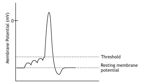 Best Action Potential Explanation Youtube The Future Of Mobile Growth
