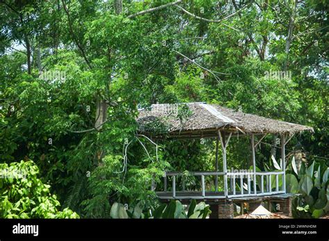 Tree Huts Made Of Wood And Traditional Roofs Are Located Next To Lush Trees Stock Photo Alamy
