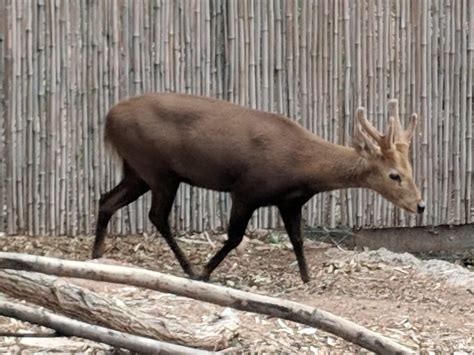 Calamian Deer