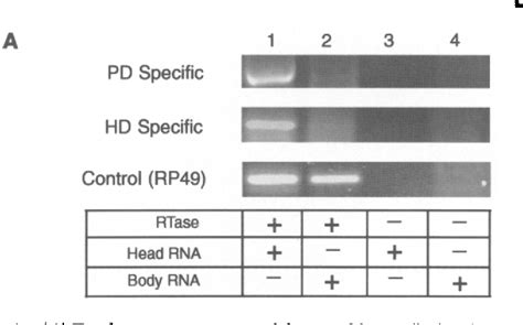 Figure 1 From Direct Regulation Of Rhodopsin 1 By Pax 6eyeless In
