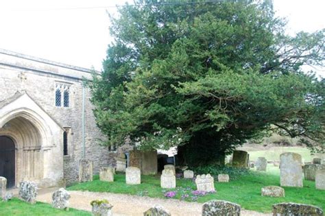 Fulbrook Ancient Yew Group