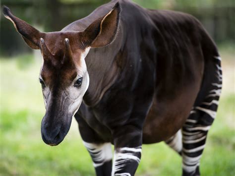 Okapi 2026 Incredible Facts Habitat Diet And More