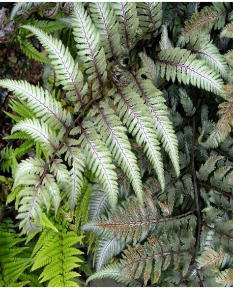 Athyrium Niponicum Var Pictum Pewter Lace Hayloft