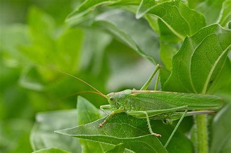 Grasshopper Insect Close Up Free Photo On Pixabay Pixabay