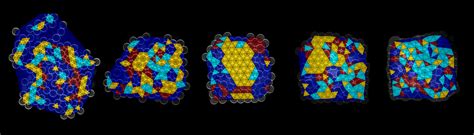 Tessellation Of Cell Like Compartments Within Tissue Mimics Research