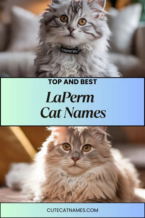 The Best Ragdoll Cat Names—elegant Cute And Perfectly Fluffy