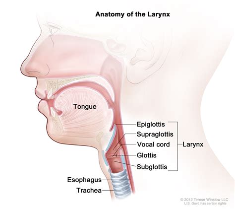Glottis Tıp Dilinde Nedir • Doktordan Haberler