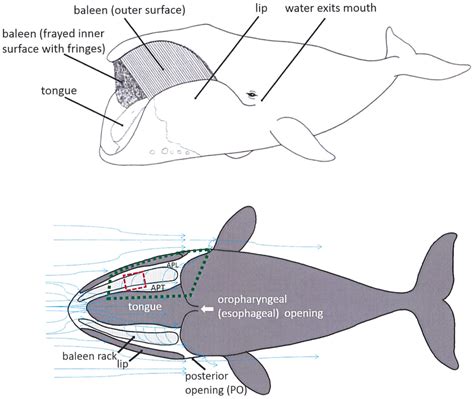 Whale Shark External Anatomy