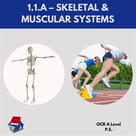 Ocr A Level Pe Resource Package The Pe Classroom