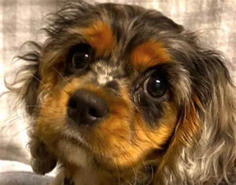 31 Cocker Spaniel Mixes Cute Cocker Spaniel Crosses Pictures Pet