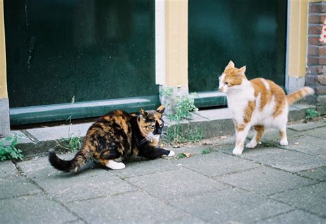 Has My Cat Been In A Fight — Woofpurnay Veterinary Hospital