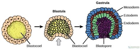 Gastrulation Germ Layer Definition And Formation In Humans
