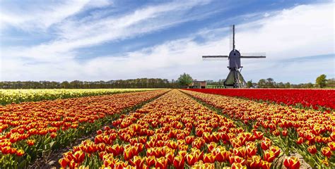 Keukenhof Bulb Fields In Spring Free Worksheets Library