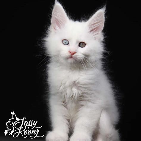 White Maine Coon This Could Be The Coolest One Ever