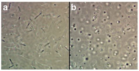 Halobacterium Salinarum Microscope