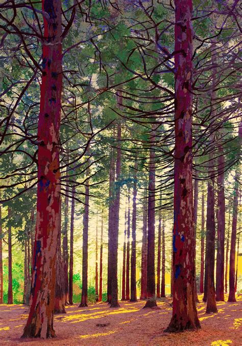 Sequioas At Queenswood Design Thinking Blog