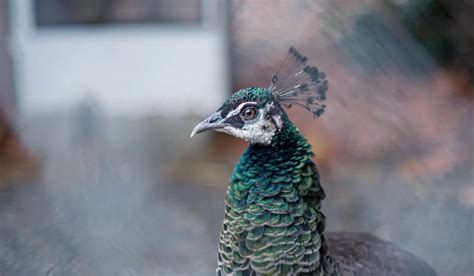 Ultimate Guide To Raising Healthy Peacocks The Hip Chick