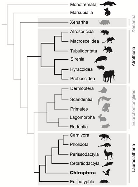 Mammal Phylogenetical Tree With The Four Main Clades Of Placental