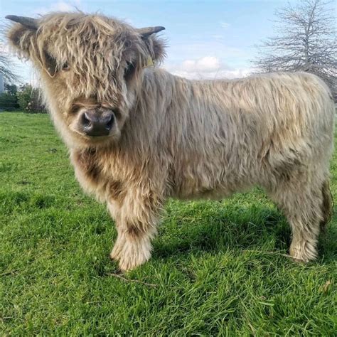 Micro Mini Highland Cow Full Grown Mini Highland Cow