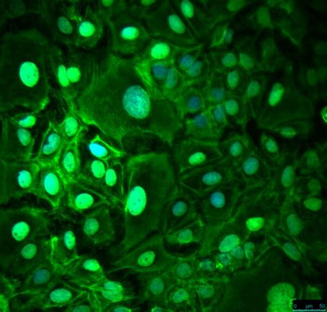U2os Egfp H2b Human Osteosarcoma Cell Line Scc293
