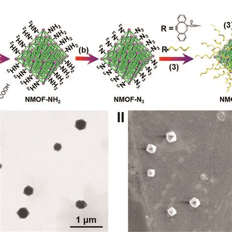 A Synthesis Of The Nucleic Acid Functionalized Uio 68 Nmof Particles Download Scientific