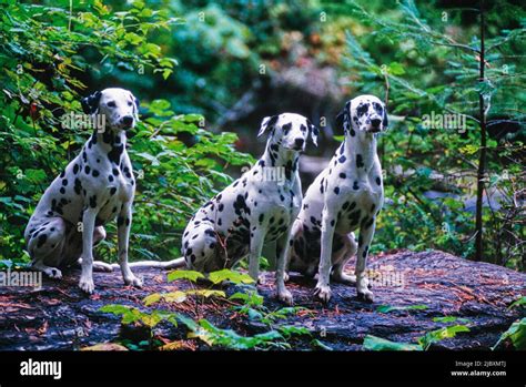 Three Dalmatians Sitting On A Large Rock Surrounded By Greenery Stock