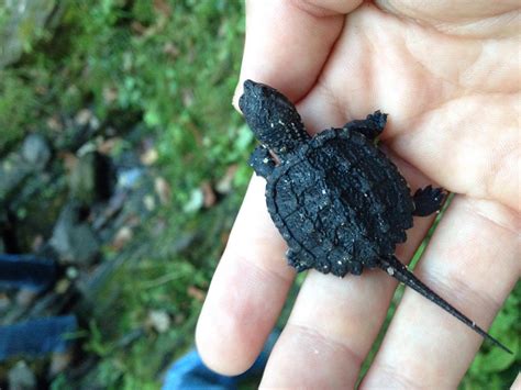 Snapping Turtar Hatchling