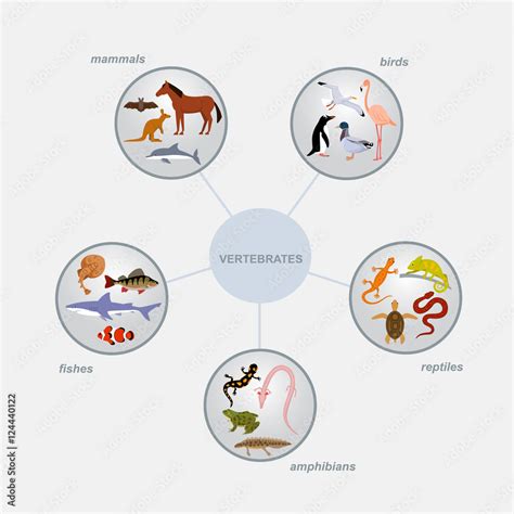 Vertebrates Classification Infographics Stock Vector Adobe Stock