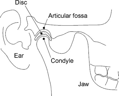 Structure And Components Of Human Tmj Download Scientific Diagram