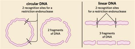 Biology Unit 3 Chapter 4 Dna Manipulation Flashcards Quizlet