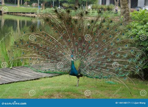 The Peacock Shows Its Tail Stock Image Image Of Beach 144148171
