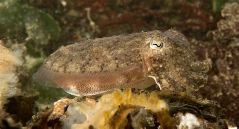 «zo Bijzonder Unieke Beelden Van Mark Barto Duikeninbeeld