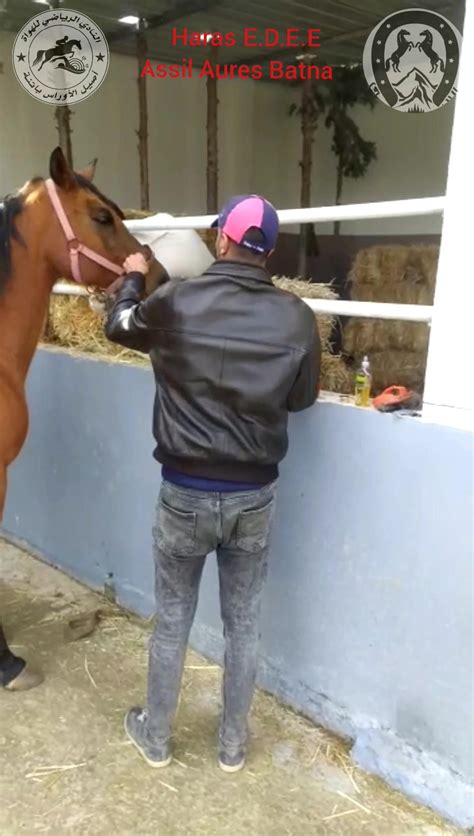 بعد غياب طويل عودة مسابقات خيول العرض أو هيئة ونموذج الخيول بين الخيول العربية الأصيلة،العربية