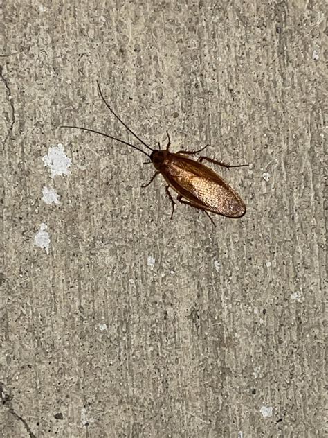 Roach Id Help Midwest Rwhatbugisthis Roach Id Help Midwest Rwhatbugisthis