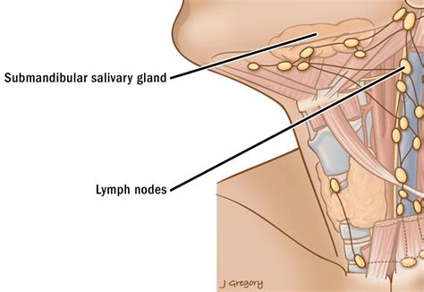 Submandibular Lymph Nodes