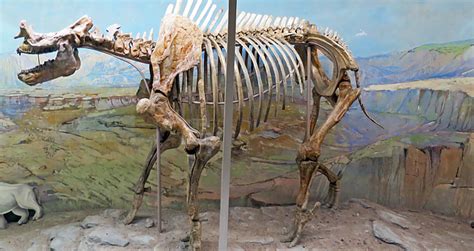 Megacerops Skeleton